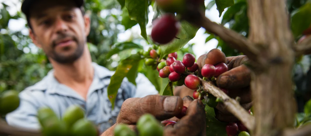 Nestlé India celebrates 10 years of NESCAFÉ Plan, its sustainability ...