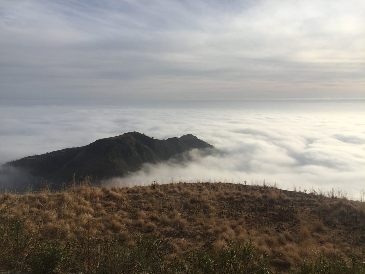 Charekh Food and Forest introduced at a hill station near Lansdowne ...
