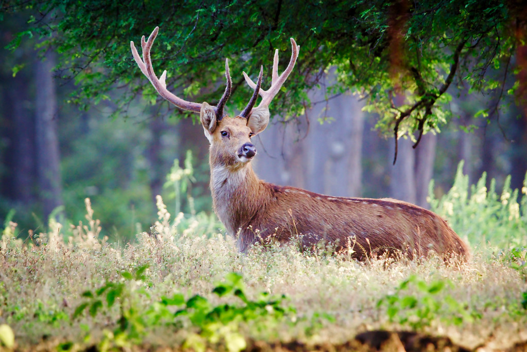 Lemon Tree Hotels signs a new hotel in Kanha, Madhya Pradesh - Hotelier ...