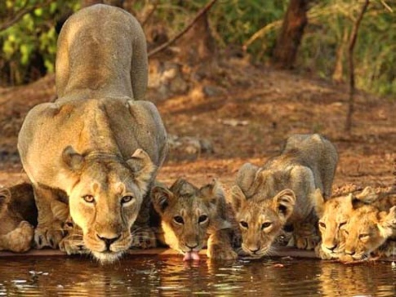 Gir gears up to greet its second Lemon Tree - Hotelier India