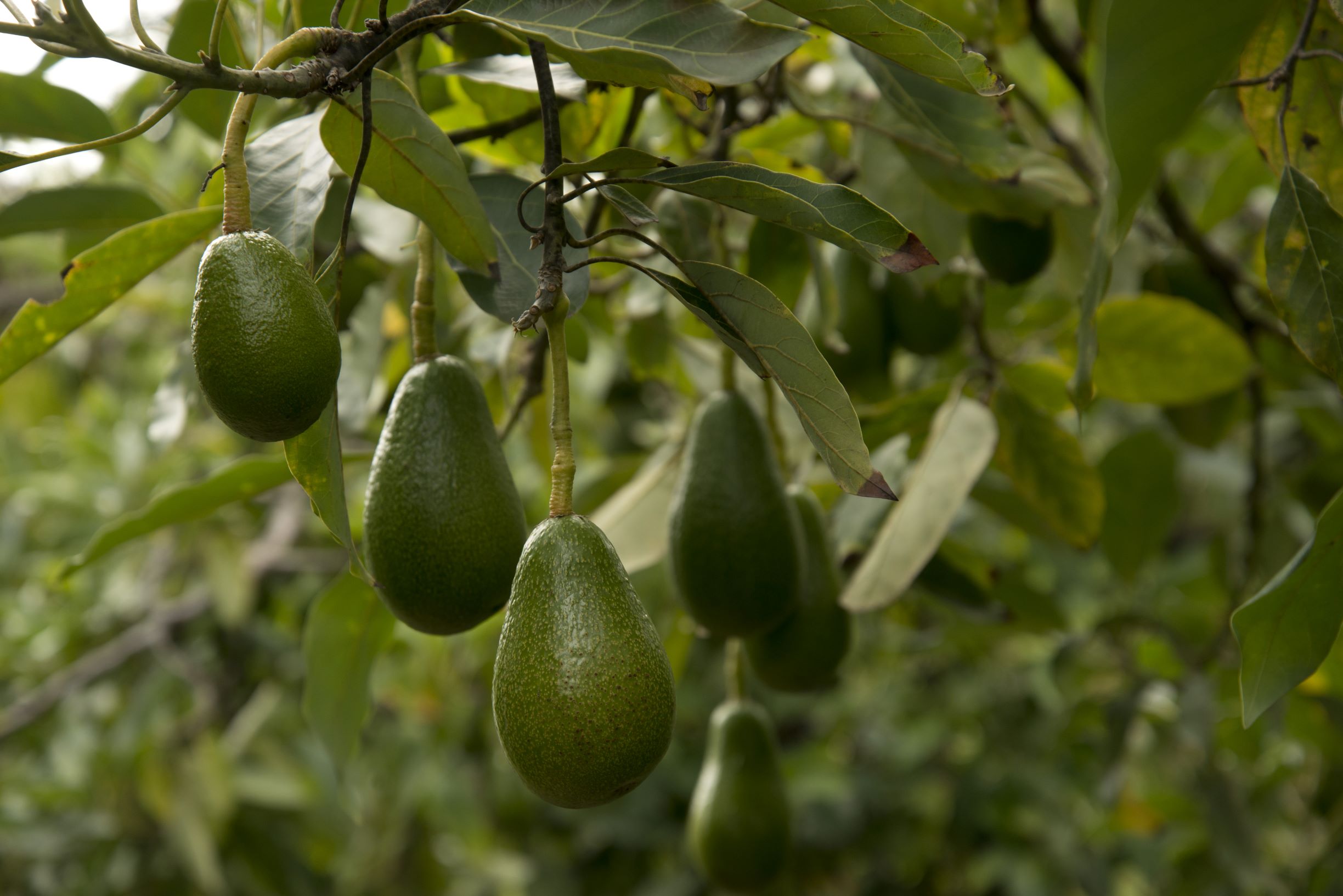 Here's why Peruvian Avocados should be included in diet - Business ...